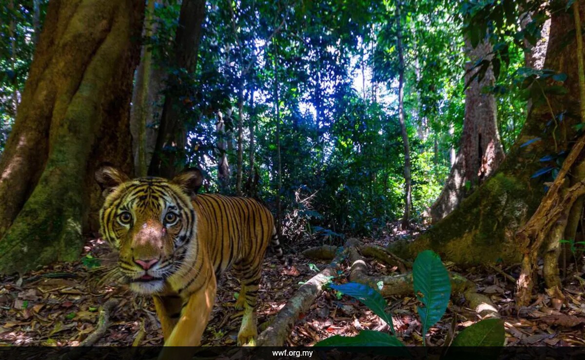 Rare Malayan Tiger Captured In Striking Photo By Camera Trap