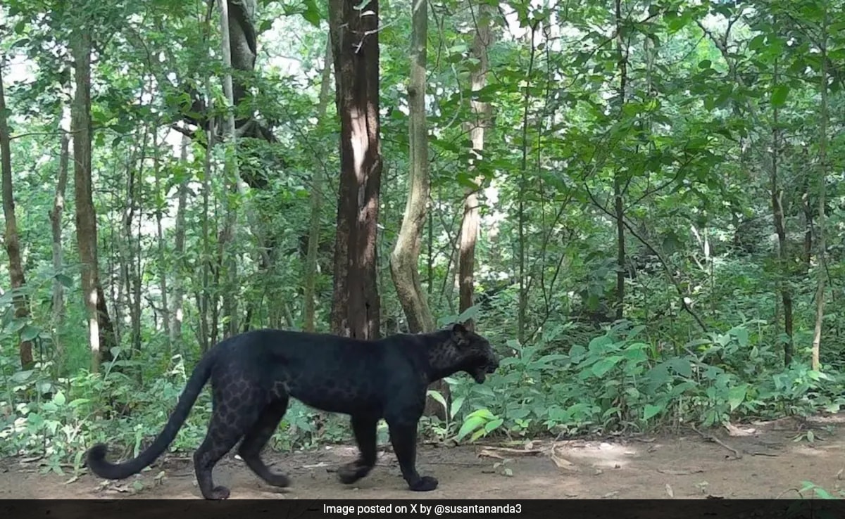 Black Leopard In Odisha: Rare Black Leopard Spotted In Odisha