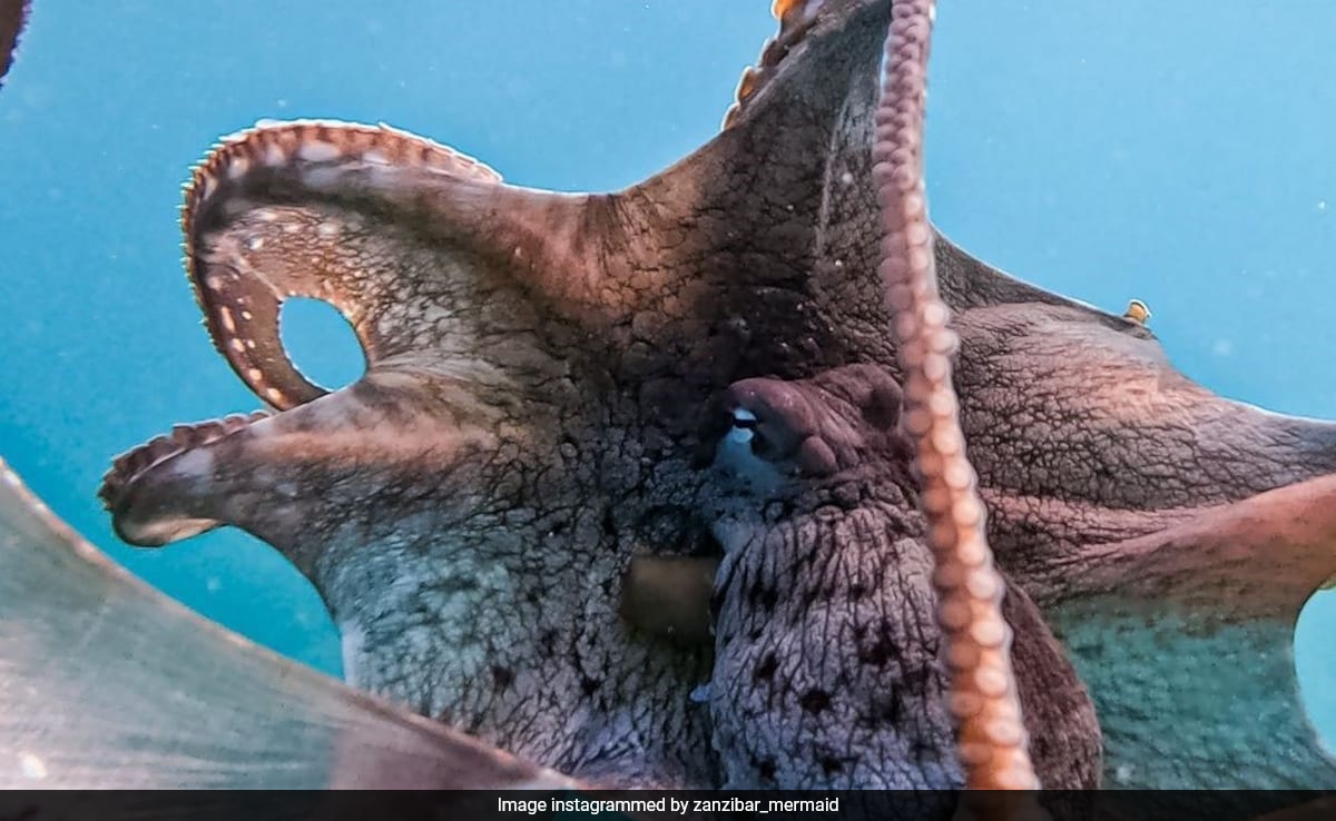 Video Of Woman's Close Encounter With Octopus Goes Viral