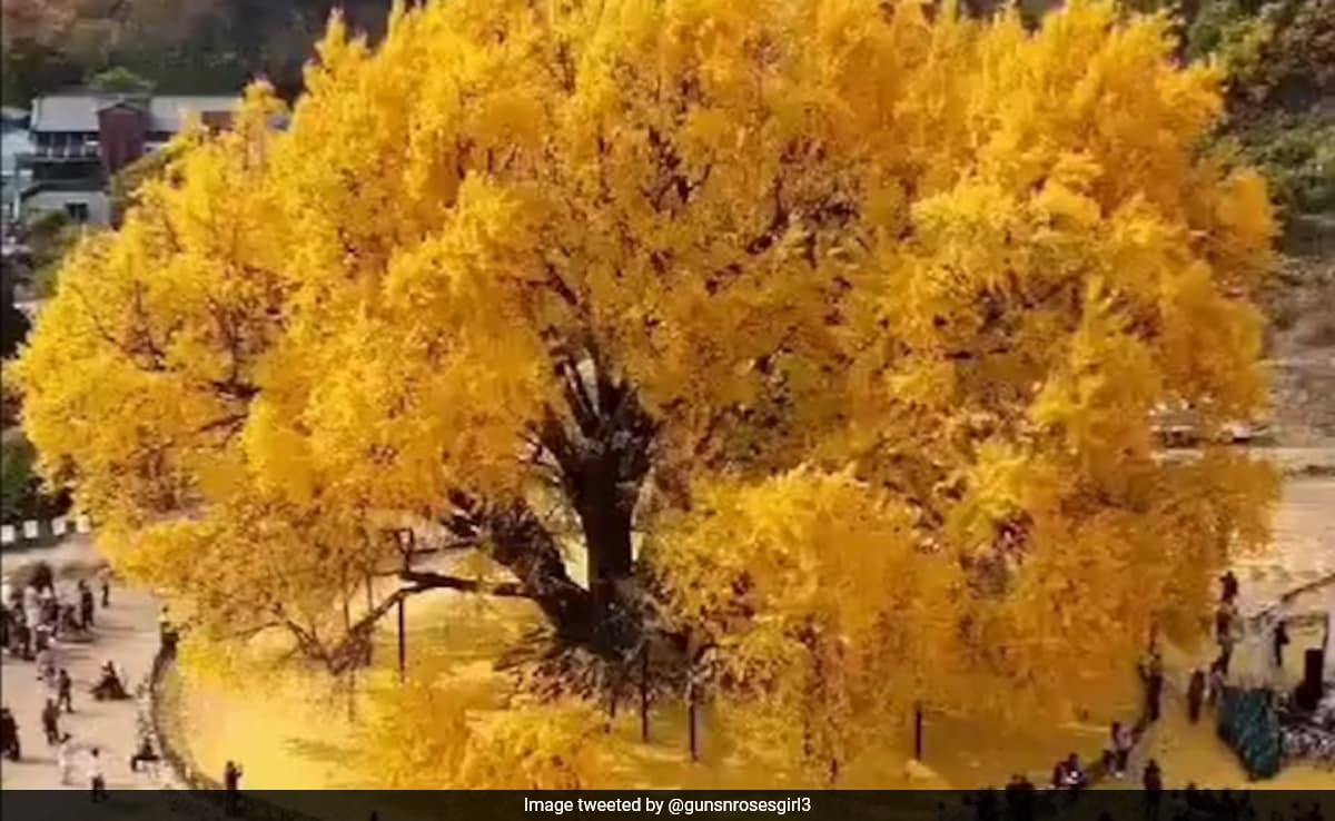 Video of "800-Year-Old" Gingko Tree In South Korea Goes Viral