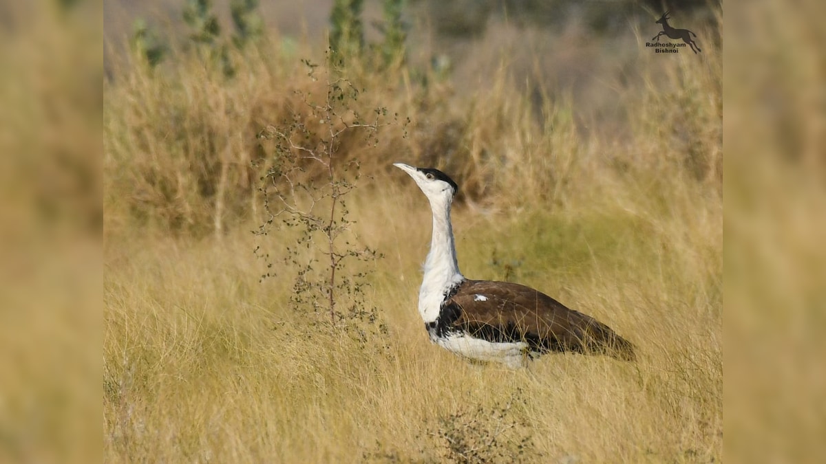 राज्य पक्षी गोडावण की लगातार घट रही संख्या, संरक्षण के नाम पर खर्च हो ...