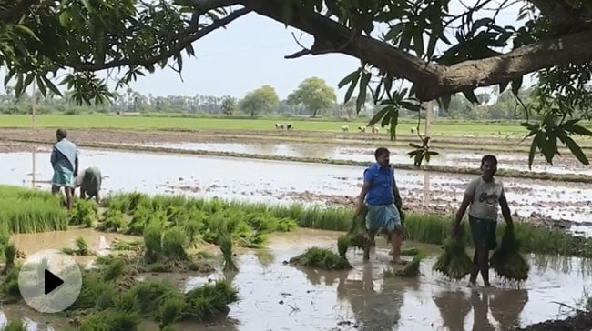 How To Tackle The Impact Of Climate Change On Agriculture and Food ...