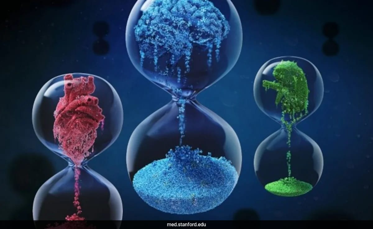 New Blood Test Predicts Your Organs' True Age, Offering Clues To Future ...