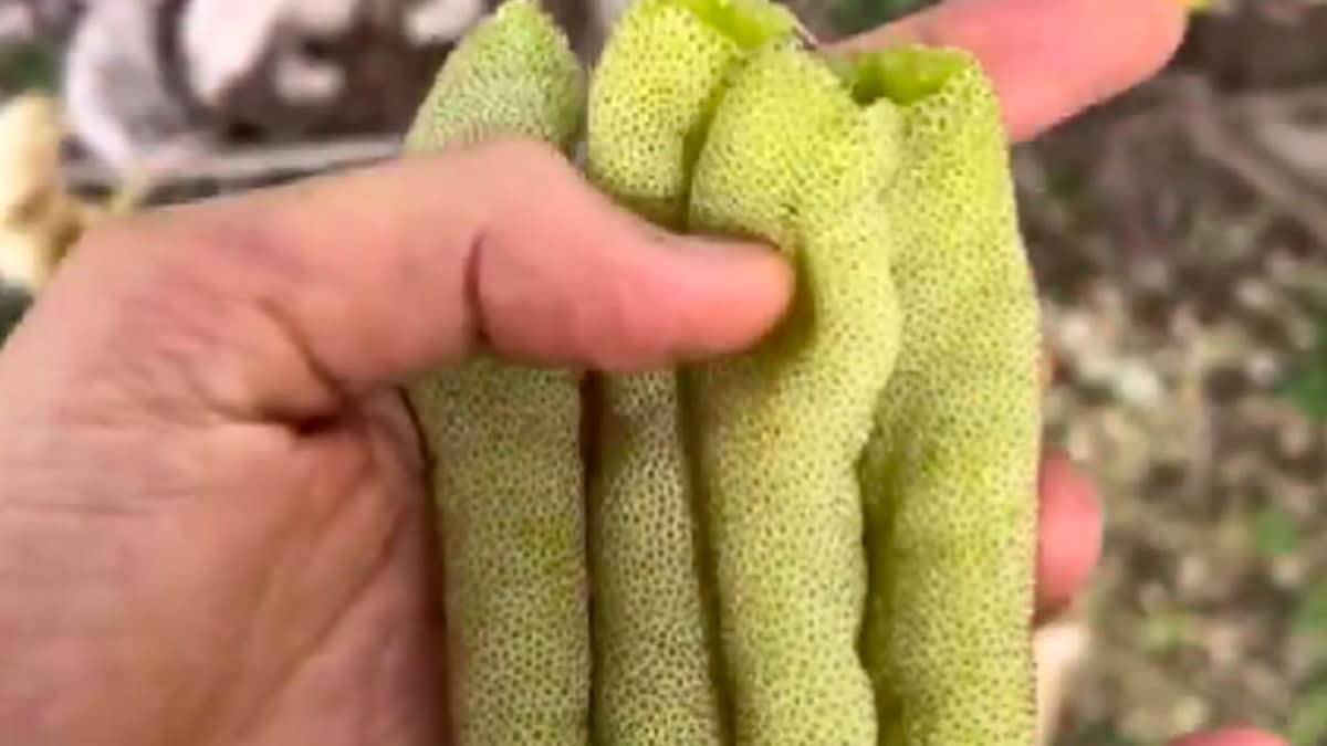 Watch The Harvest Of The Monkey Tail Fruit In This Captivating Viral ...