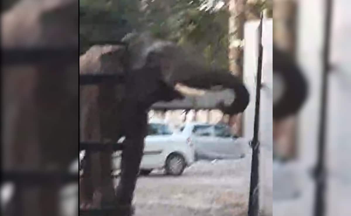 Watch: Panic At Uttarakhand Court After Wild Elephant Enters Compound