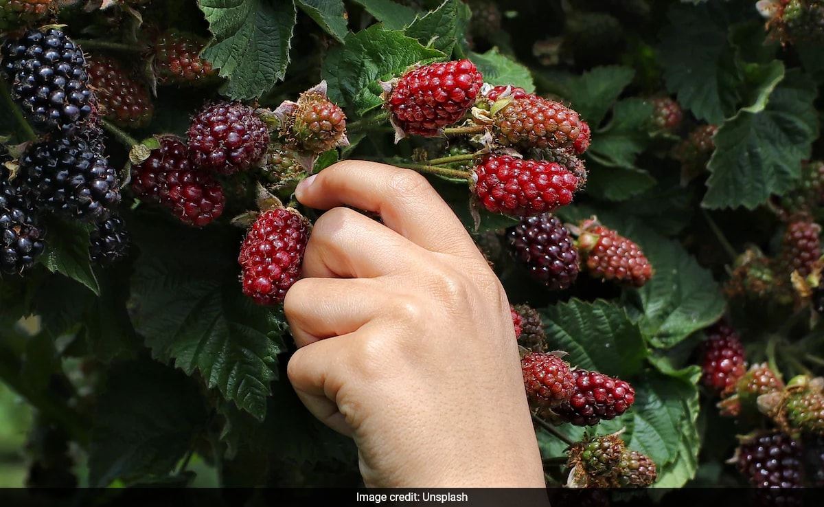 Boy, 14, Collapses And Dies After Eating Poisonous Berries On A Park ...
