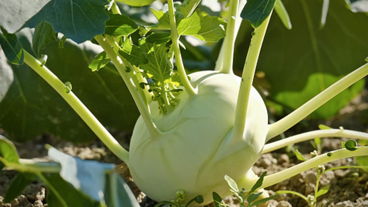 Why Ganth Gobhi Is Worth a Try - 4 Health Benefits You Must Know - NDTV ...