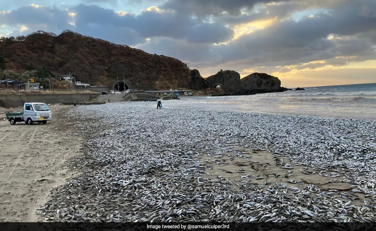 Video: Thousands Of Dead Fish Mysteriously Wash Up On Japan Beach ...
