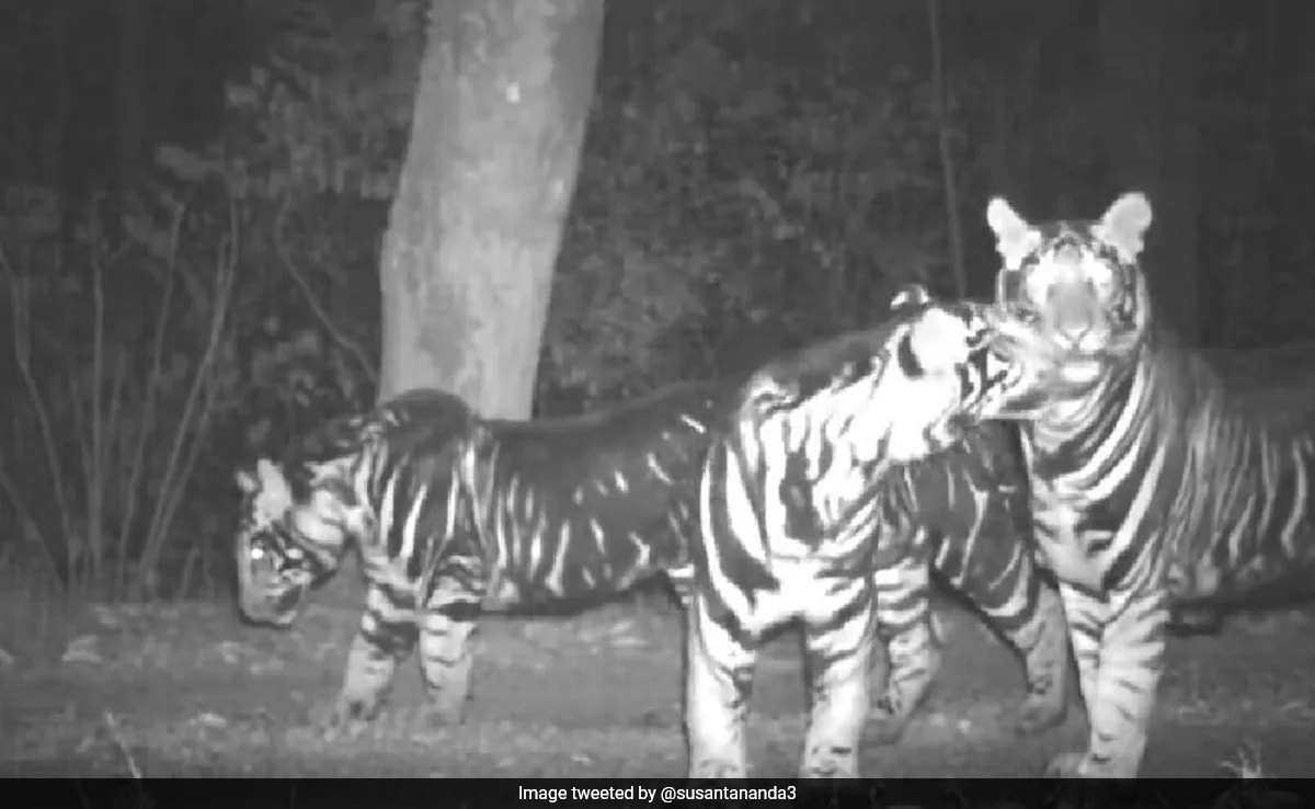 Watch:''Rarest Of The Rare'' Pseudo Melanistic Tiger Family Spotted In ...