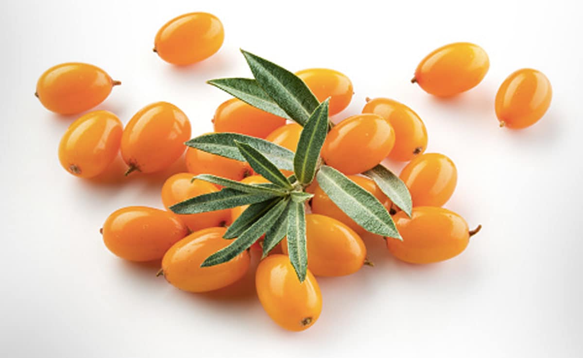 Incorporate Sea Buckthorn Into Your Diet To Achieve Its Amazing Health ...