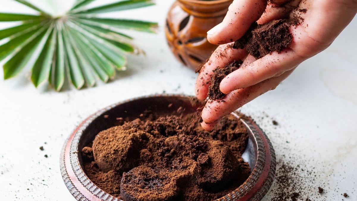 Babool chal benefits : बबूल छाल के सेहत को मिलते हैं 5 बड़े फायदे ...