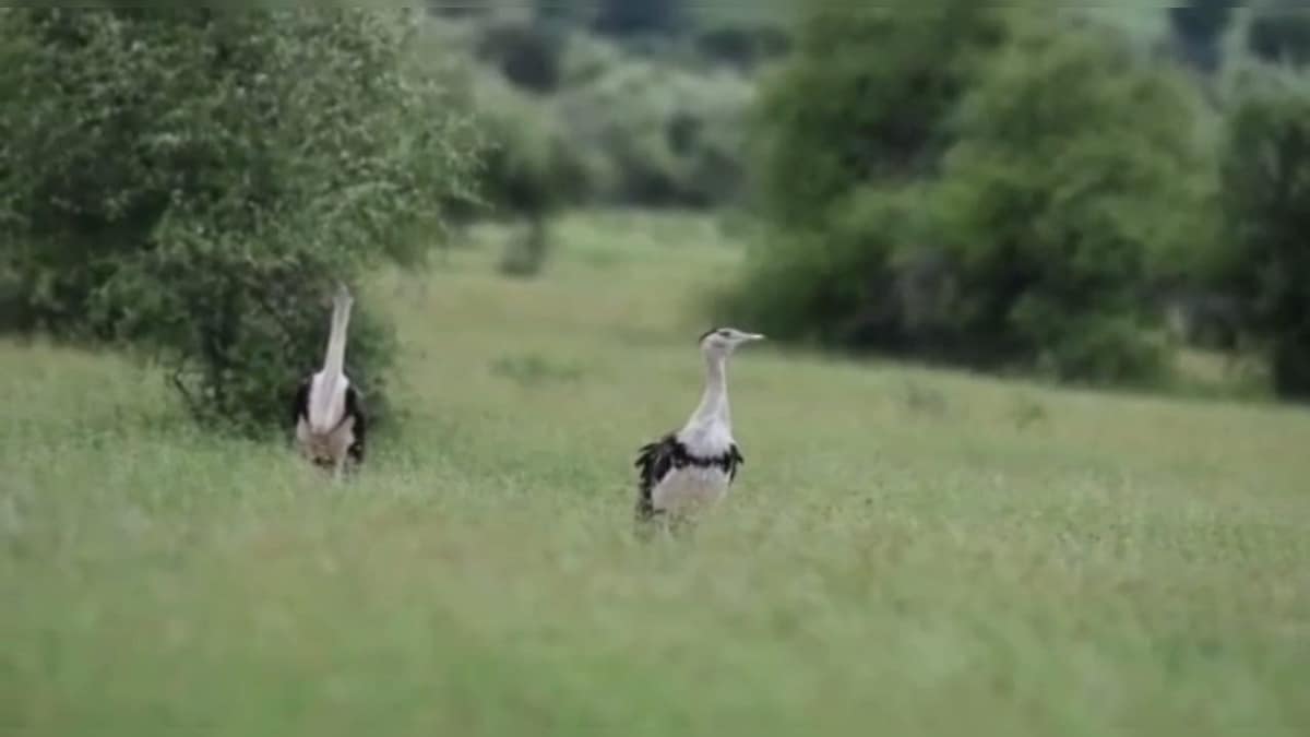 Rajasthan News: 6 साल से क्यों नहीं हुई गोडावण की गणना? विलुप्तप्राय ...