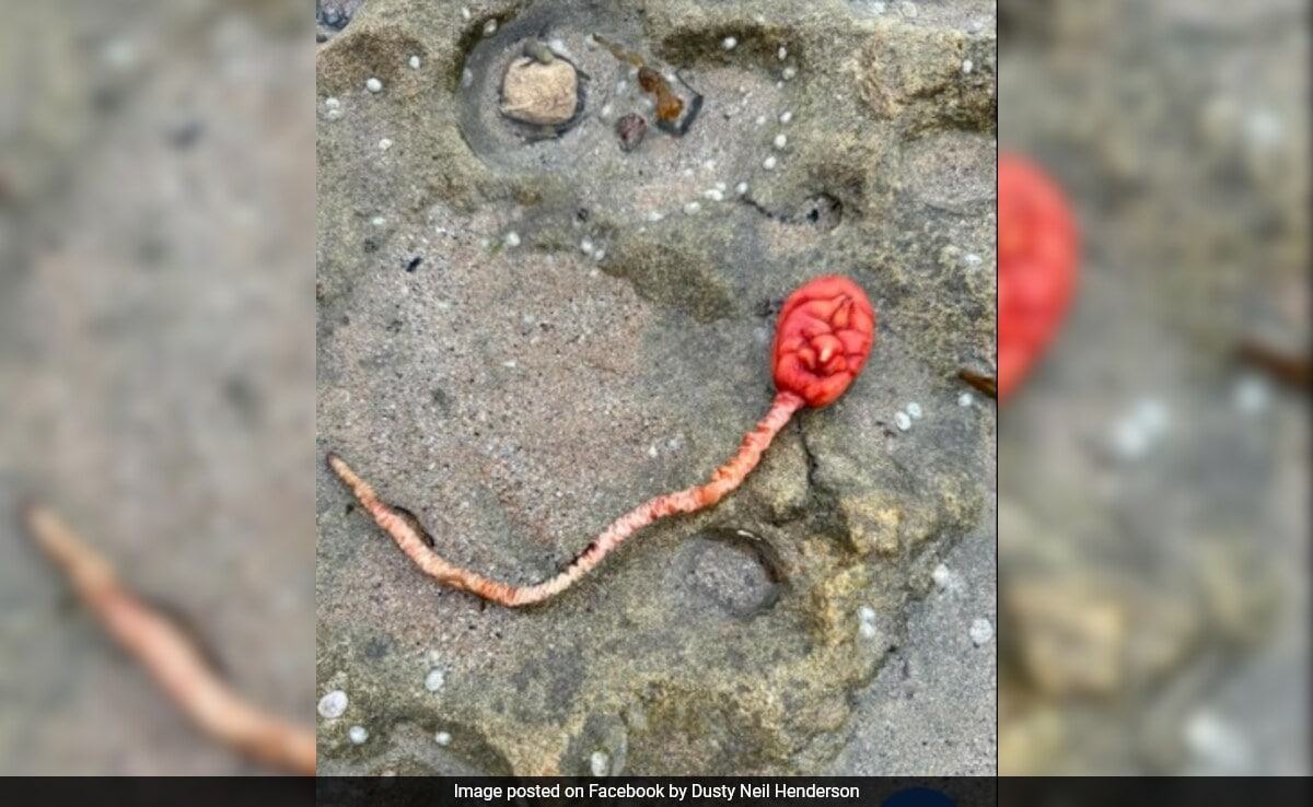 "From Another Planet": Beachgoers Find Mysterious Sea Creature, Baffles ...