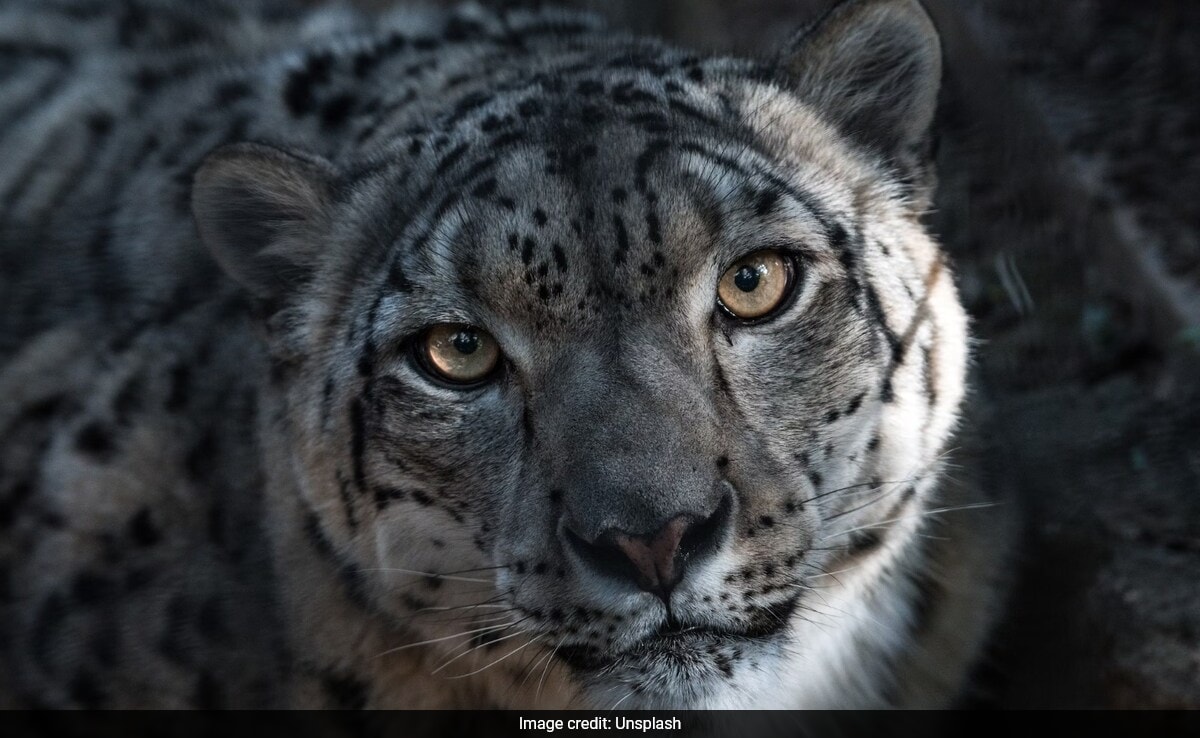 First-Ever Estimation Shows 718 Snow Leopards In India, Two-Thirds Of ...