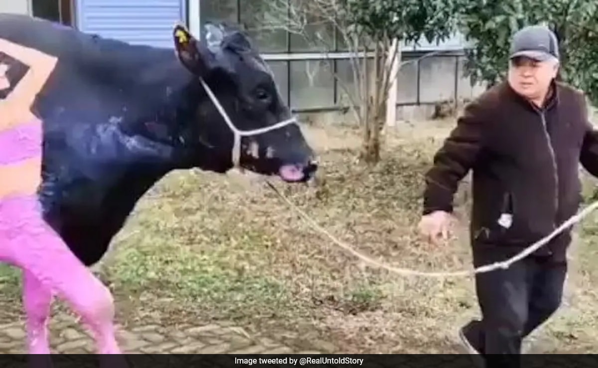 Painted Cow Becomes Viral Sensation In Valentine's Day Video
