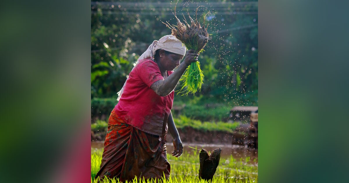 How Better Rain Forecast Benefits Farmers