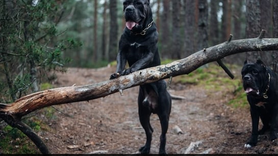 cane corso attacks uk
