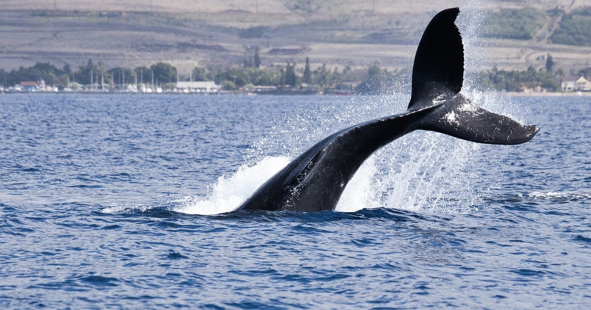 Rare Aquatic Animals Spotted in Mumbai Waters