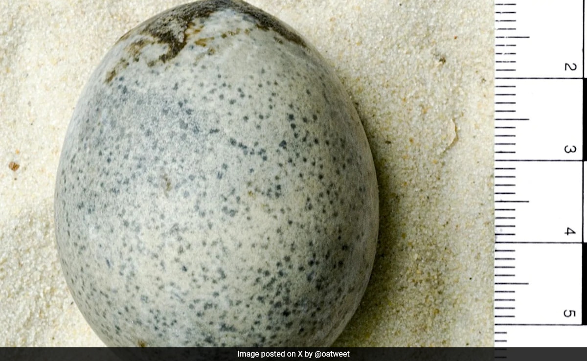 Scientists Find 1700-Year-Old Roman Egg With Completely Intact Yolk