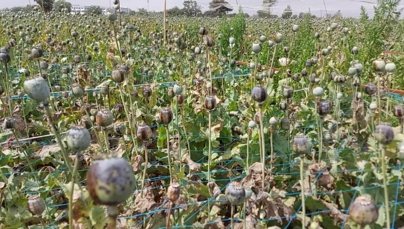 अफीम की फसल में मस्सी रोग...काले पड़ रहे डोडे, पैदावार घटने की डर से ...
