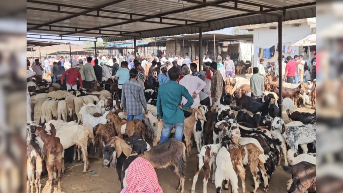 राजस्थान के इस बकरा मार्केट में 2 दिन में होता है करोड़ों का व्यापार ...