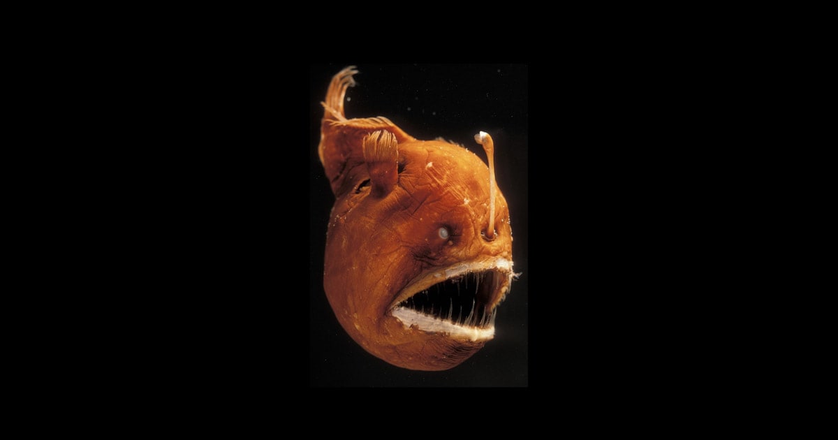 Animals That Glow In Dark Depths Of Oceans