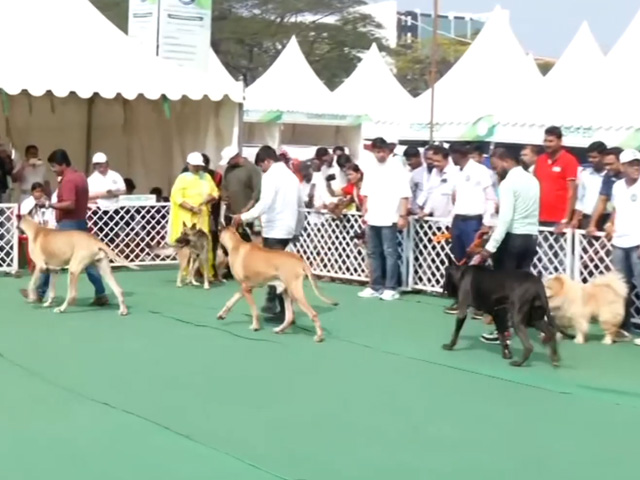 From Spaniel To Chow Chow, Fancy Breeds At Dog Shows in Odisha, Assam