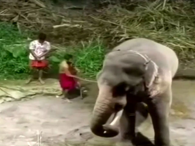 2 Caretakers Suspended For Allegedly Torturing Elephants In Kerala