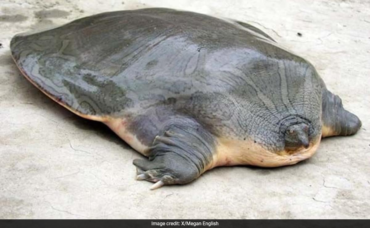 "Incredibly Rare" Cantor's Giant Turtle Found In Kerala