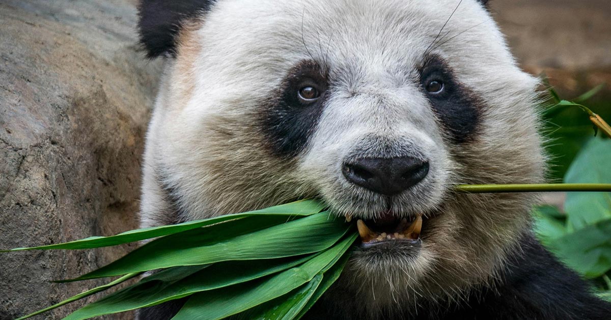 Animals That Fought Back Extinction Threat