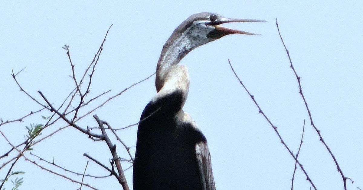 Rare Birds Found In India's Keoladeo National Park