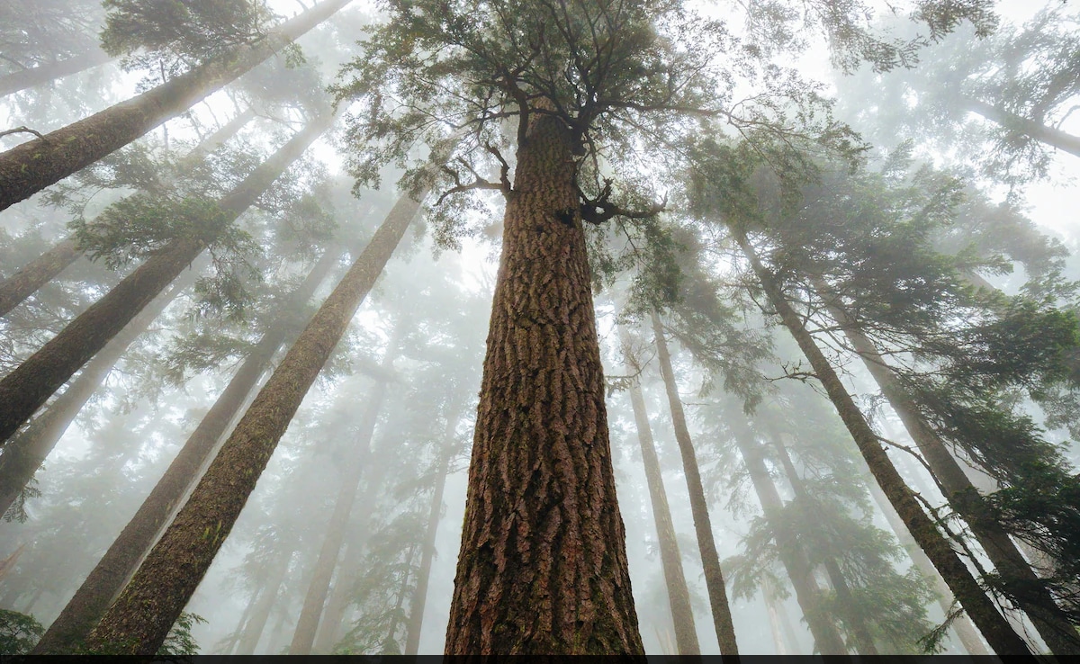 world's largest trees: From California To Britain: Giant Redwoods ...