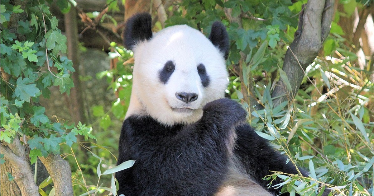 National Animals Of Different Countries