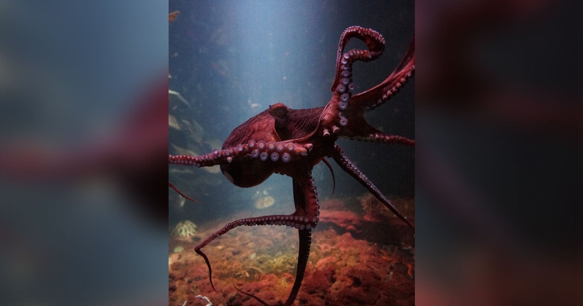 Animals With More Than One Heart