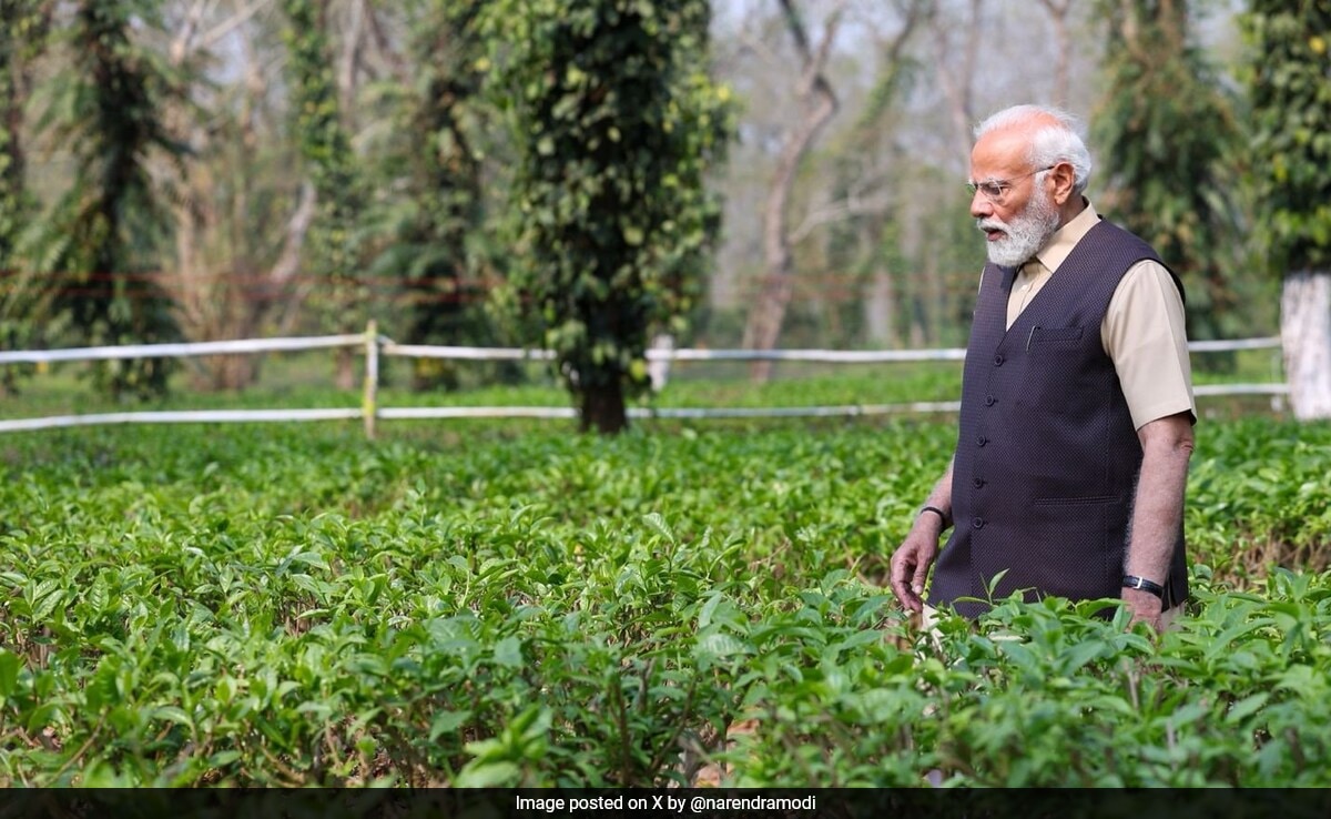 "Assam Tea Has Made Its Way All Over World': PM Narendra Modi After ...