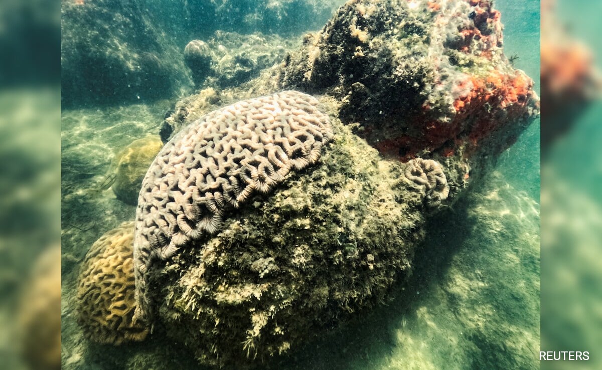 World On Brink Of 4th Mass Coral Reef Bleaching Event: US National ...