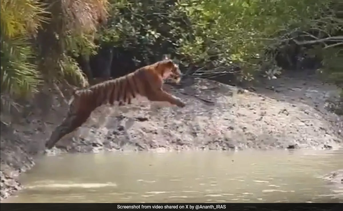 Video Of Tiger's Majestic Leap To Cross River At Sunderbans Wows Internet
