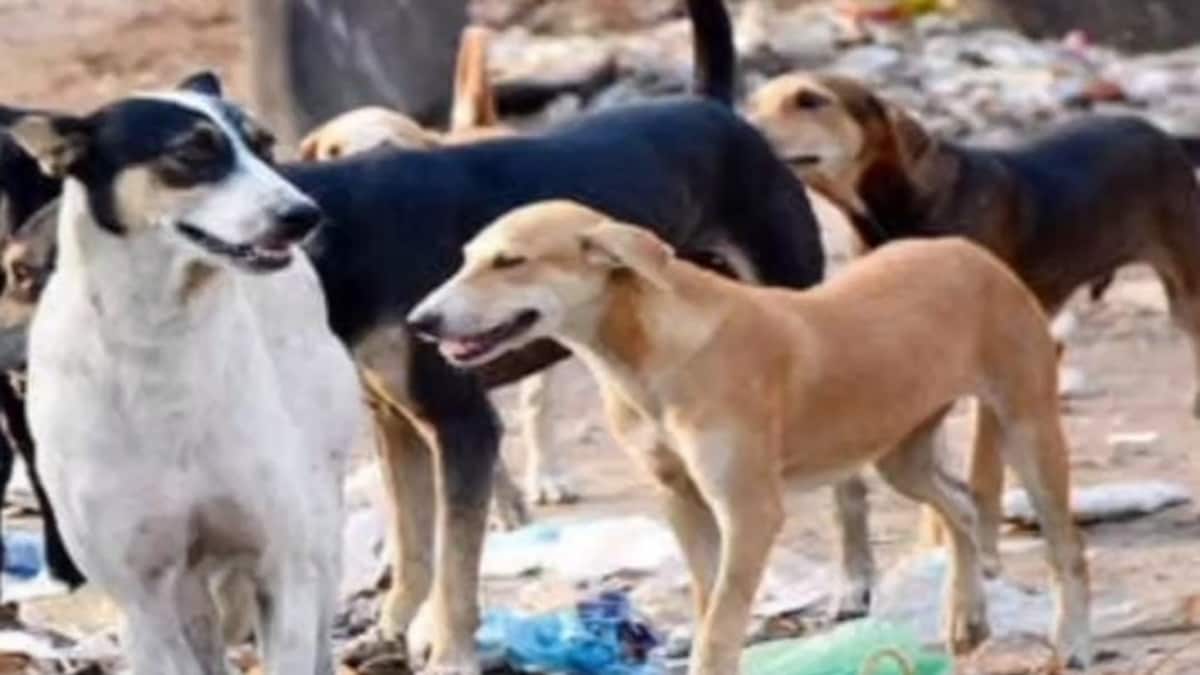 Stray Dog Havoc: सतना में आवारा कुत्तों के कहर से दहशत! राह चलते लोगों ...