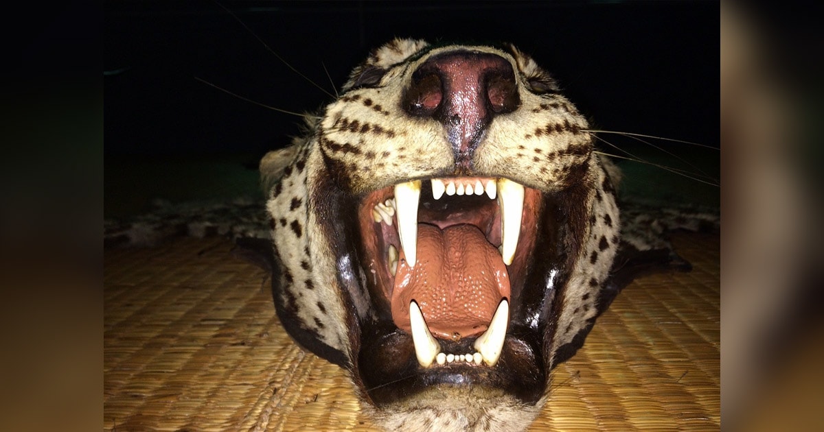 These Creatures Have The Strongest Bite Force