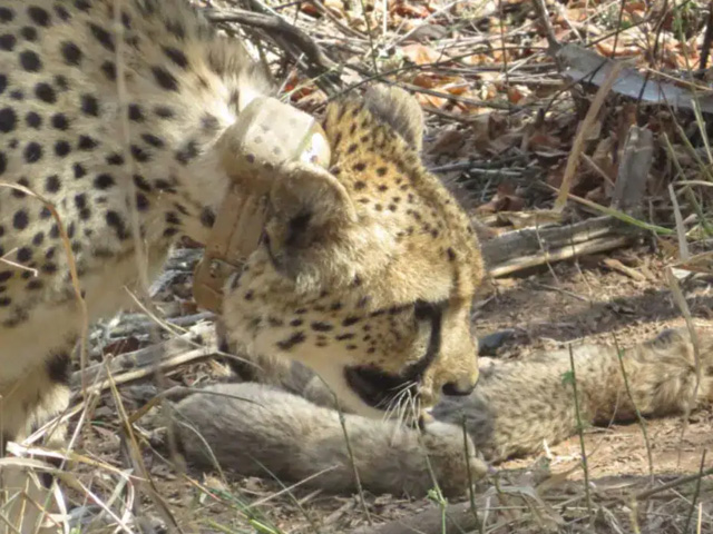 South African Cheetah Gives Birth To 5 Cubs, Number In Kuno Park Now 26