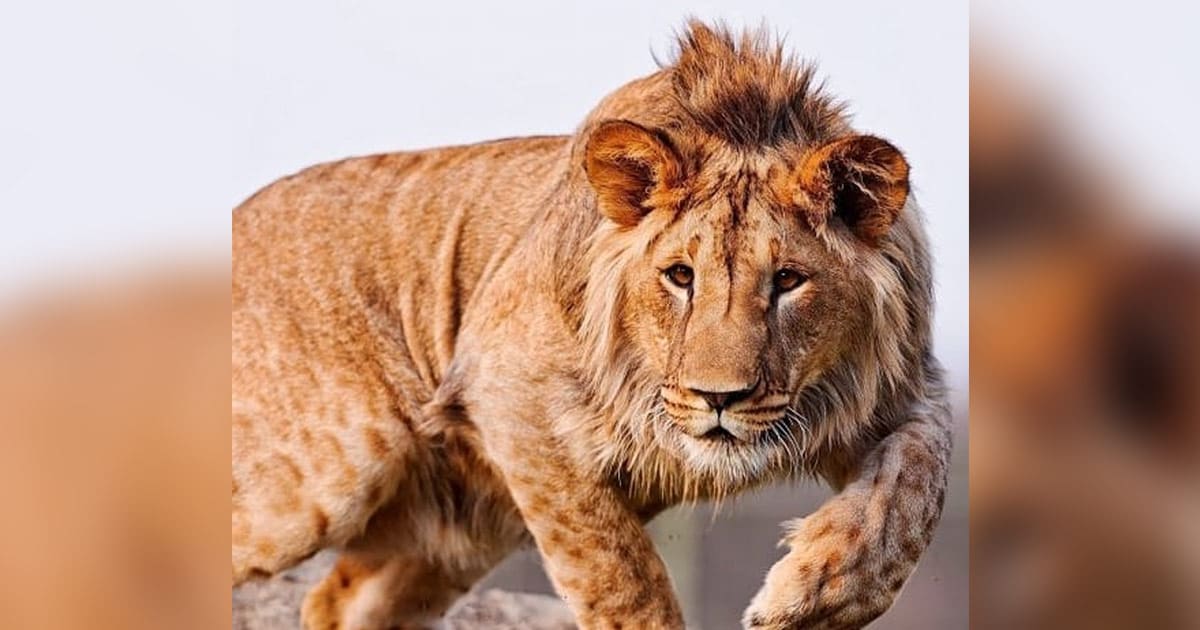 5 Hybrid Animals Created by Humans