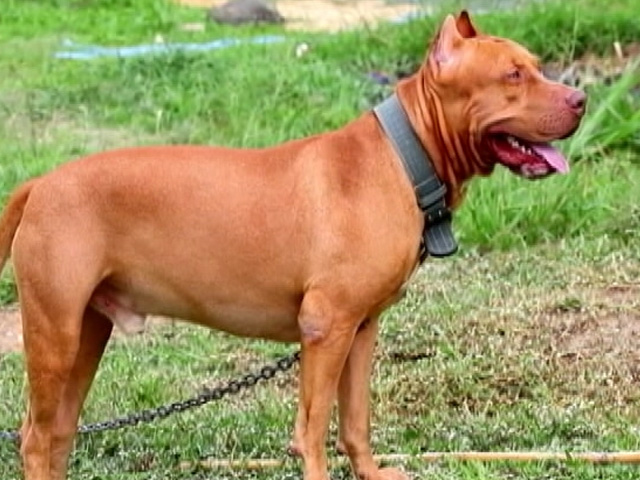 Centre Asks States To Ban 23 Breeds Of "Ferocious" Dogs