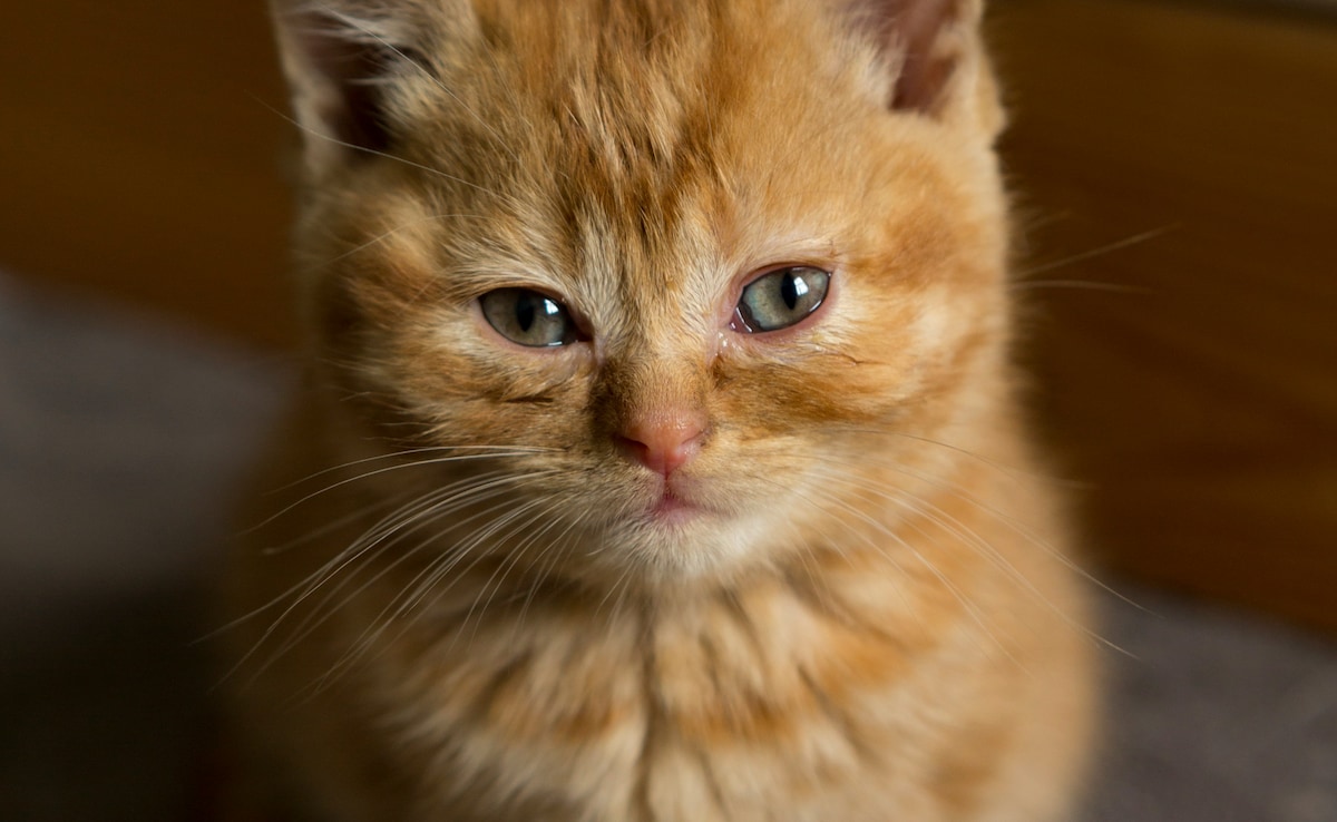 Cat In China Sets House On Fire After Accidentally Turning On Cooker ...