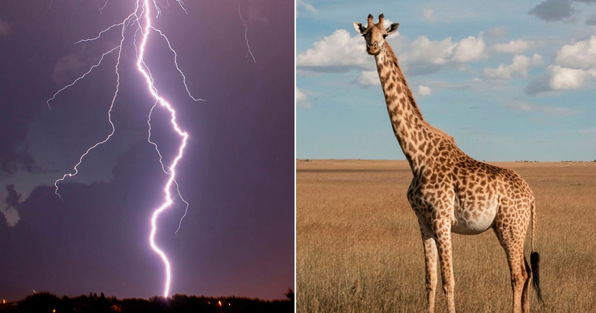 Giraffes Get Hit By Lightning More Than Humans. Here's Why