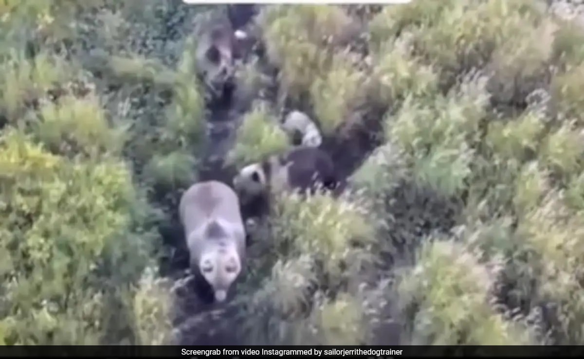 Pet Parents Use Drone To Search For Missing Husky, Discover Him Playing ...