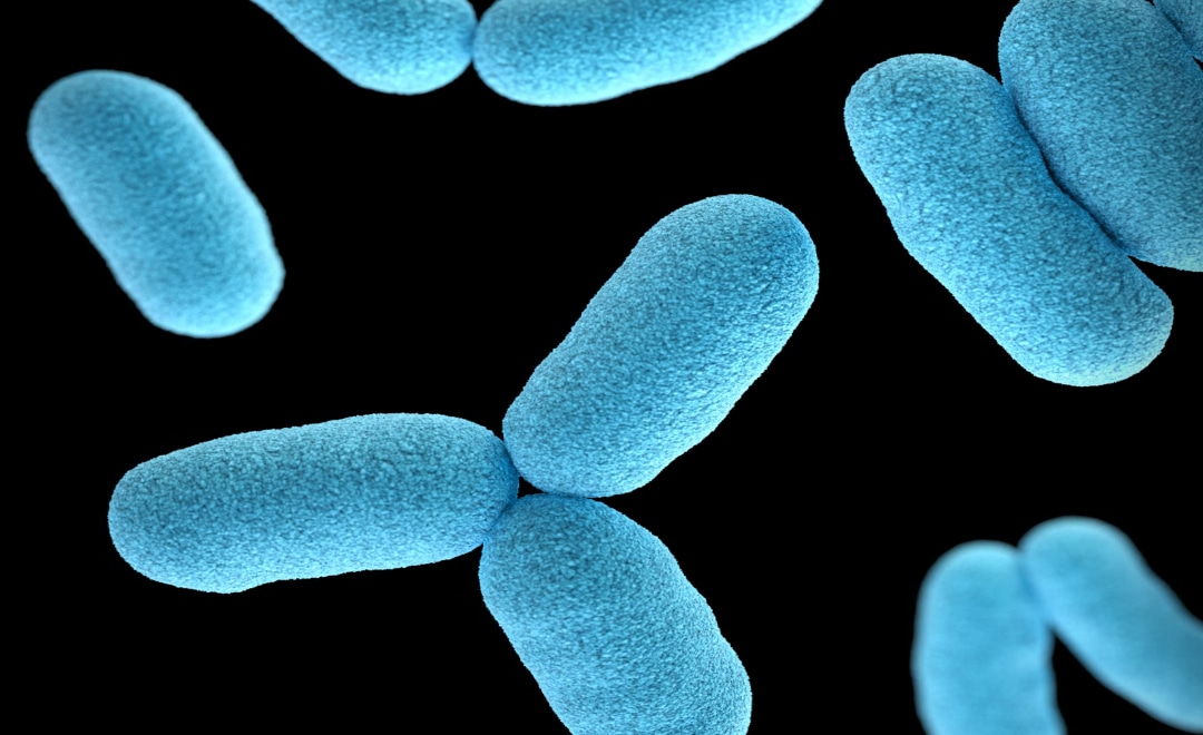 Greater Gut Bacteria Diversity Linked To Stronger Hormonal Stress ...