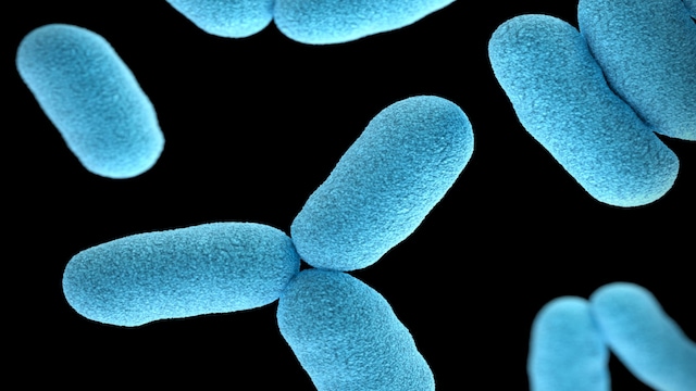 Greater Gut Bacteria Diversity Linked To Stronger Hormonal Stress ...