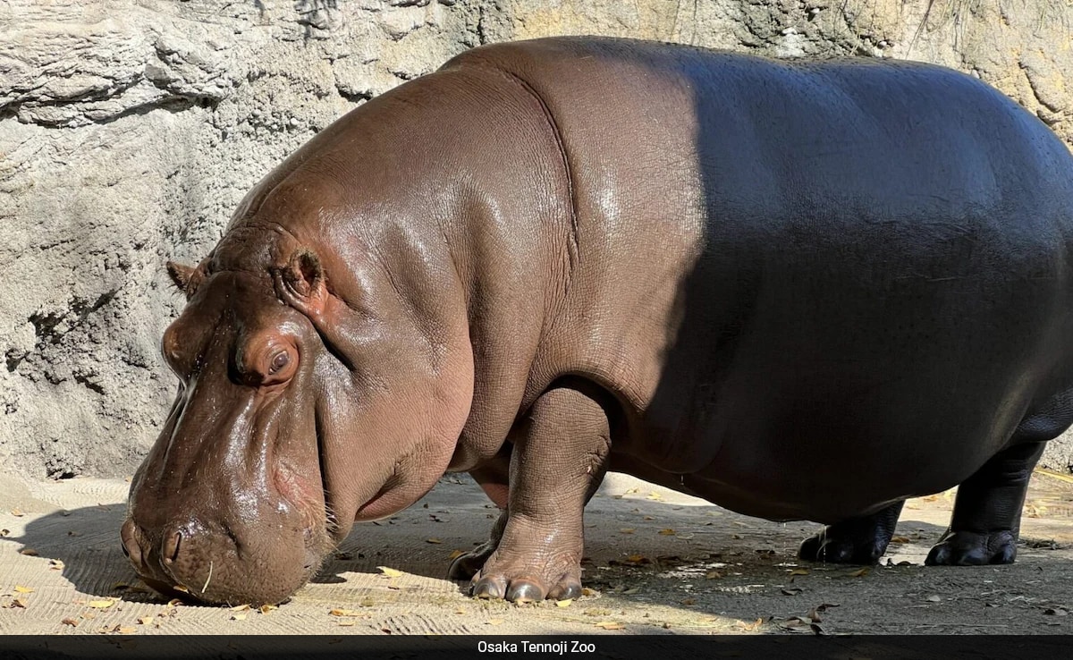 Japan Zoo Discovers Male Resident Hippo Is A Female After 7 Years
