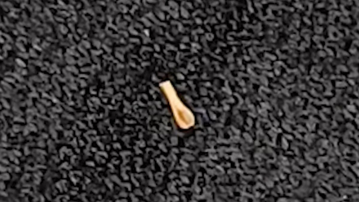 Worlds Smallest Wooden Spoon From India Sets Guinness World Record. You ...