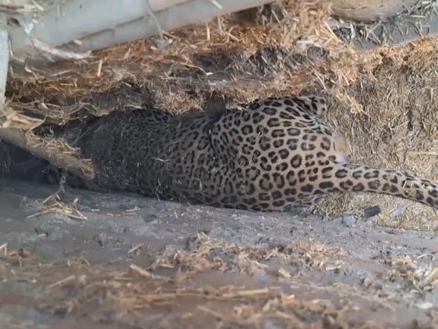 Injured Leopard Rescued In Uttarakhand's Ramnagar